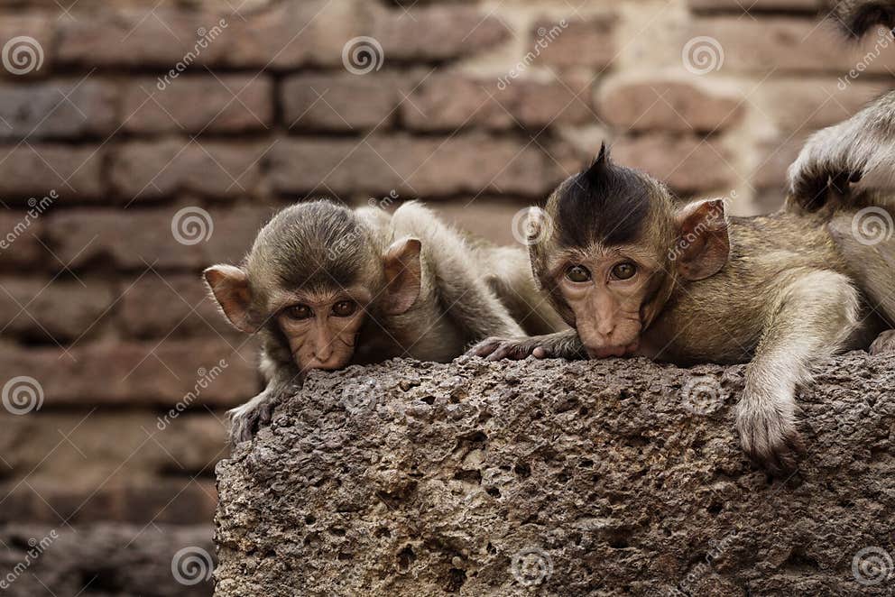 Monkey on bricks. stock photo. Image of park, portrait - 116151682