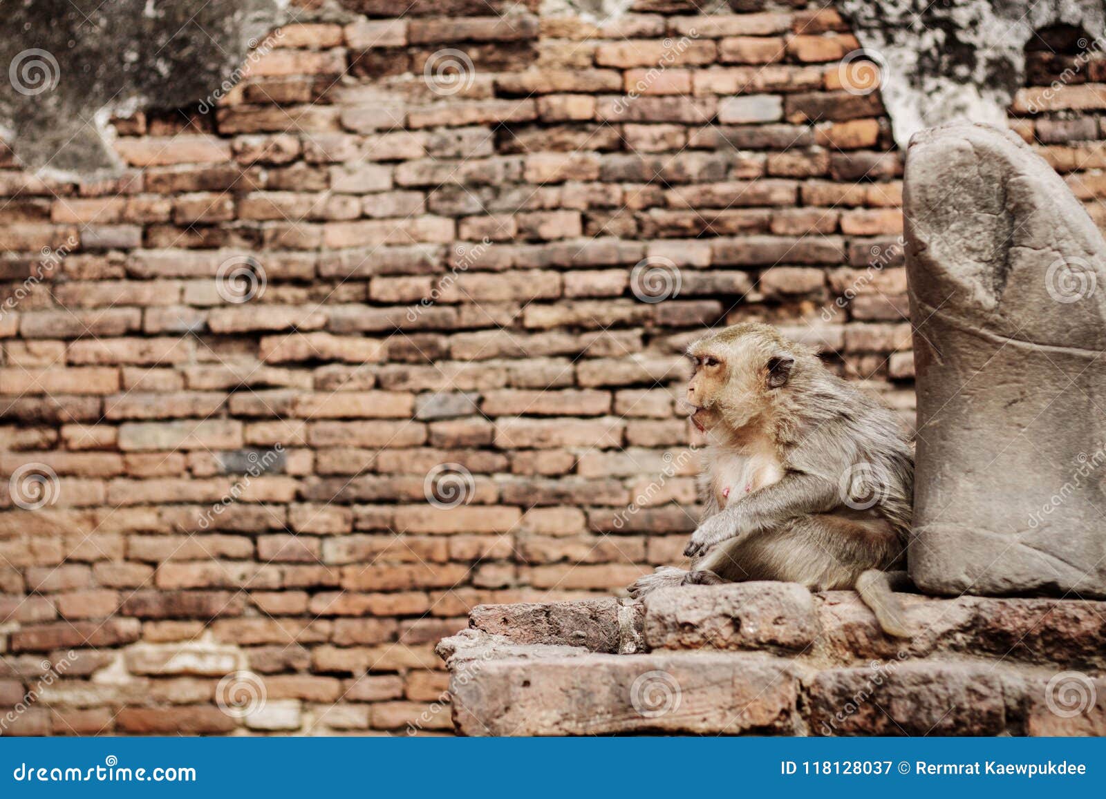 Monkey on brick in zoo. stock image. Image of rock, funny - 118128037