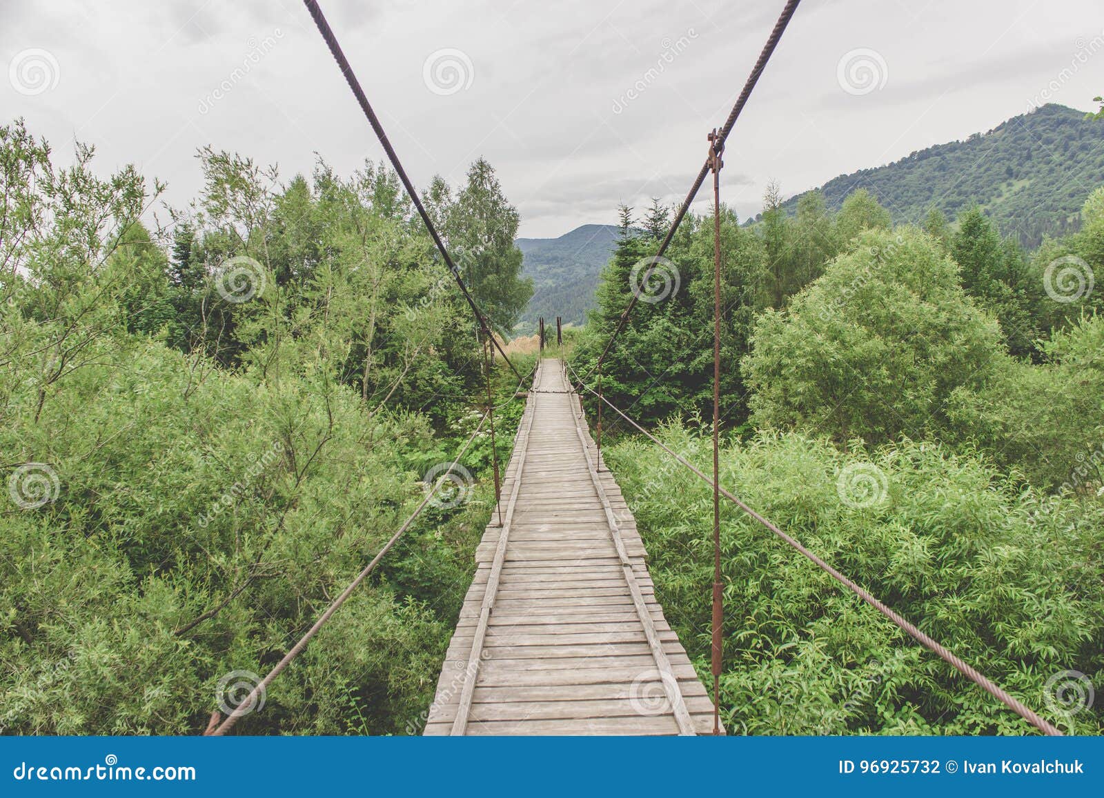 Monkey bridge stock photo. Image of grass, cable, river - 96925732