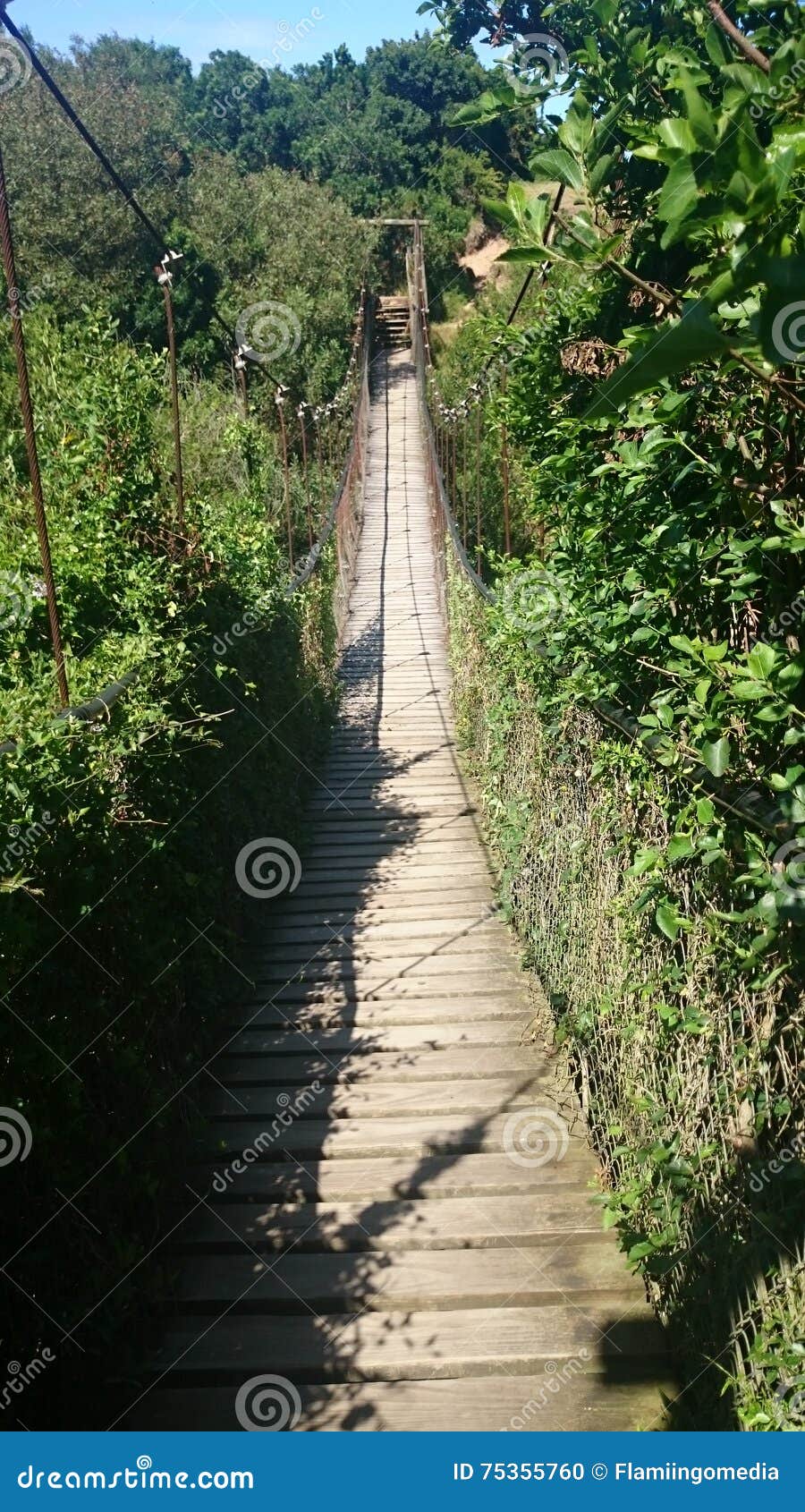 Monkey Bridge stock photo. Image of south, river, stretching - 75355760