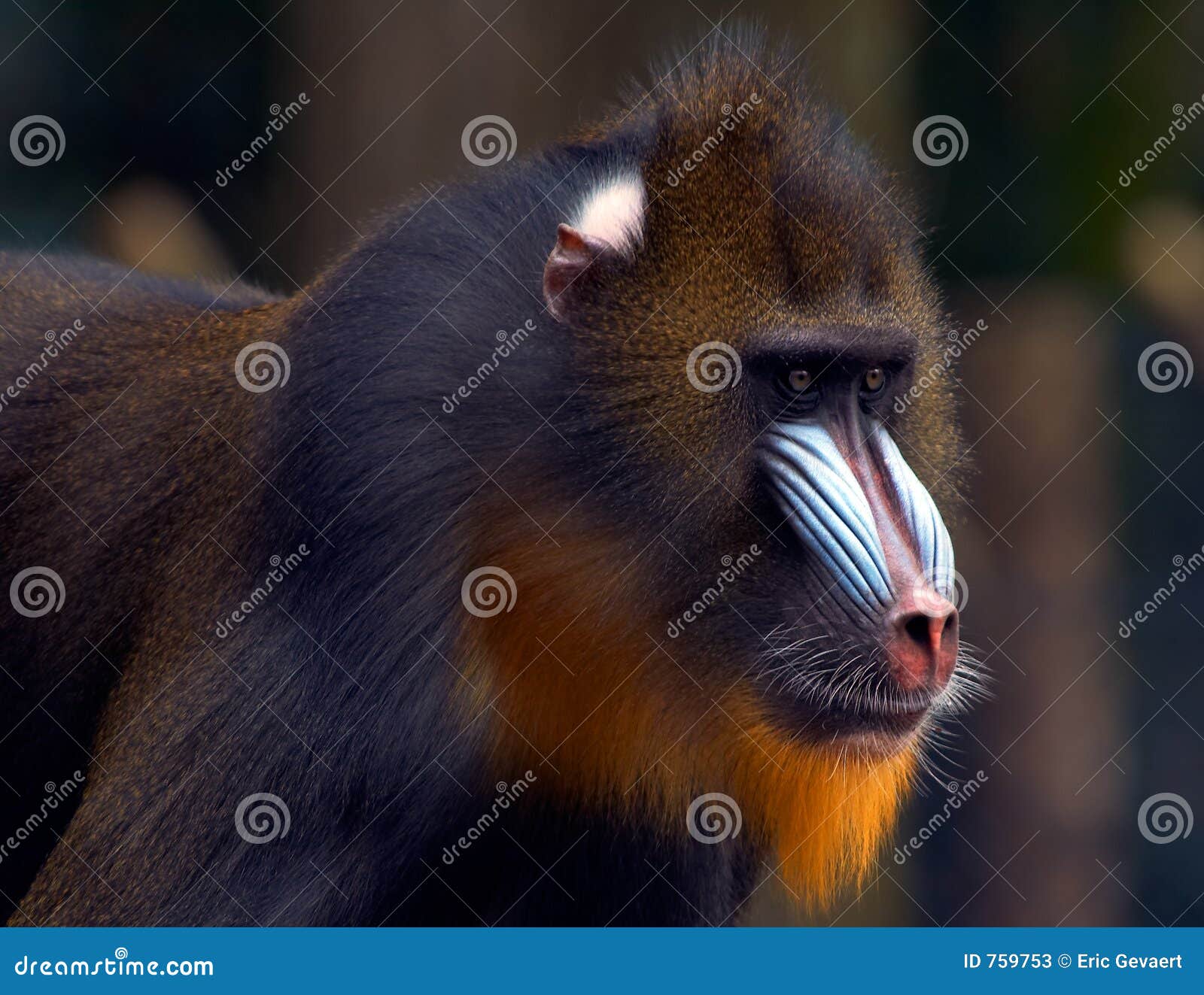 Monkey with bright colors stock image. Image of snout, light - 759753