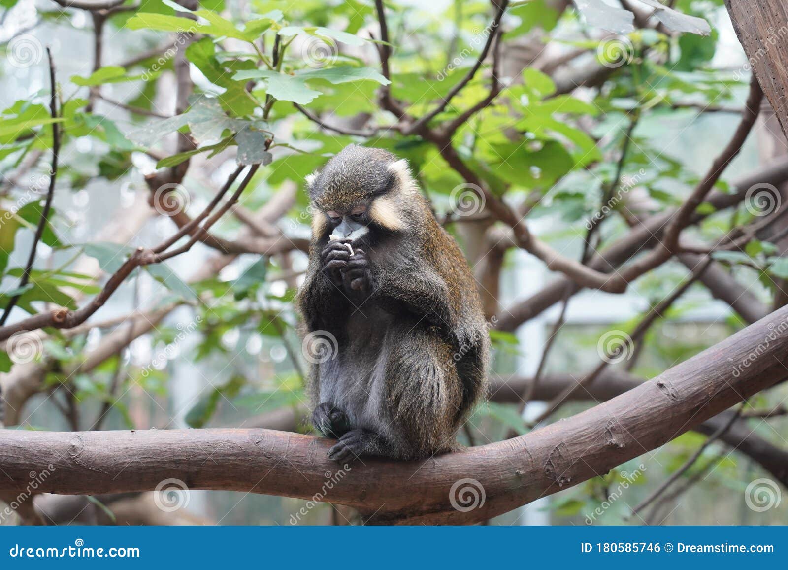 Monkey on a Brnach in a German Zoo Stock Photo - Image of small ...