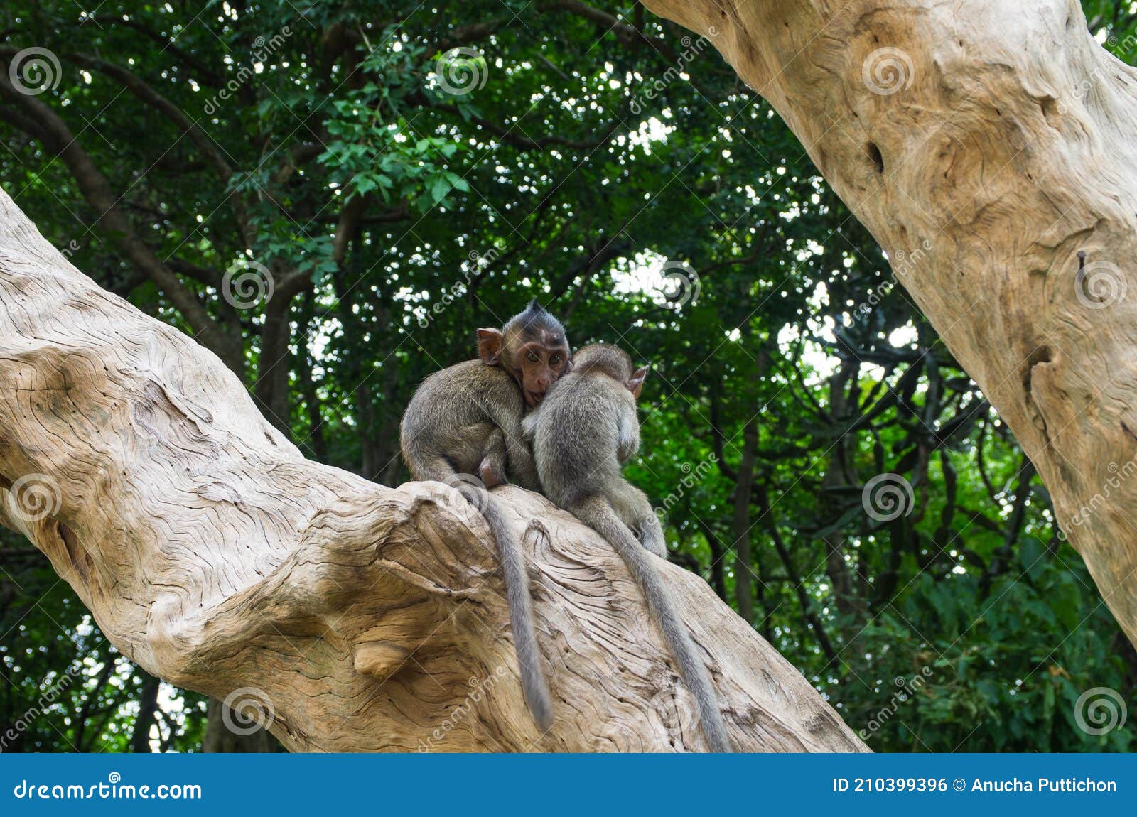 The Monkey Brotherhood Alive in Forest Stock Photo - Image of monkey ...
