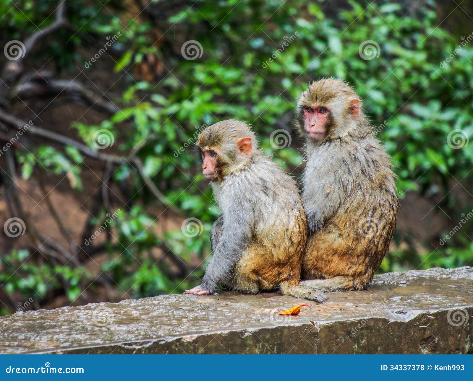 Monkey Brothers stock photo. Image of affection, attitude - 34337378