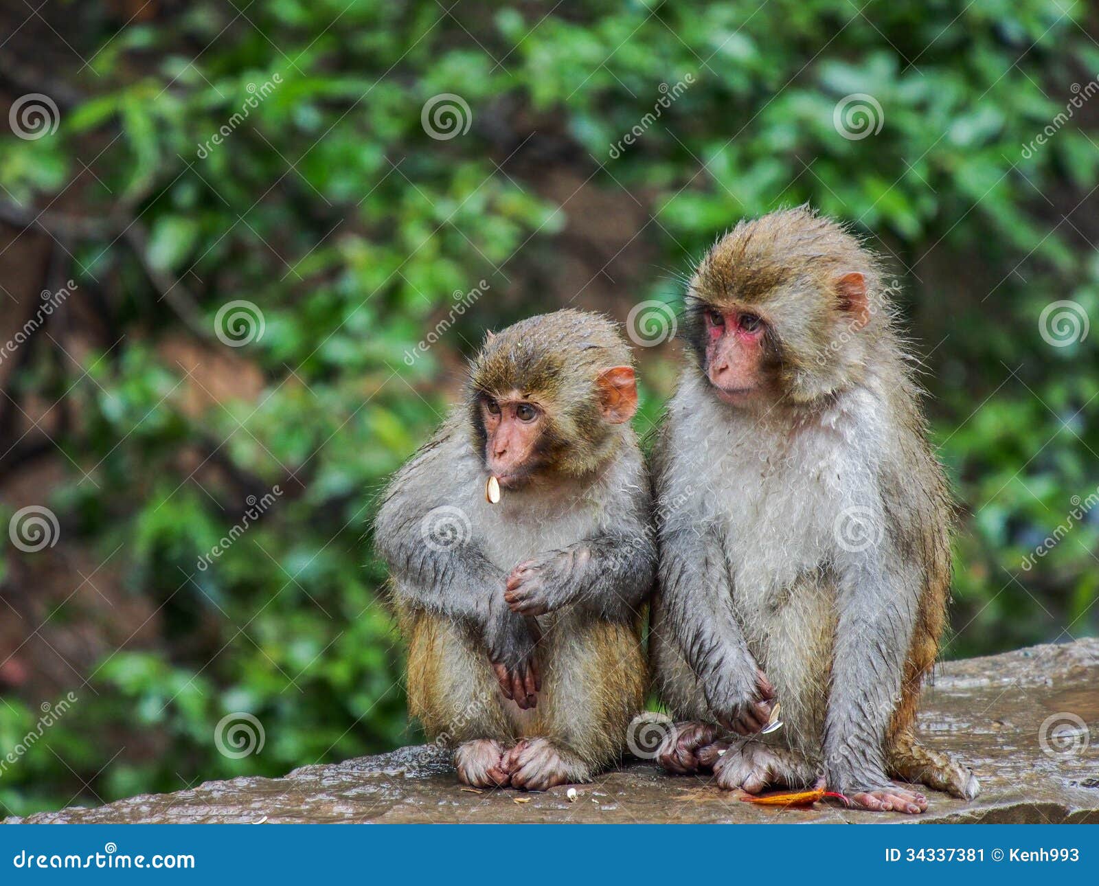 Monkey Brothers stock image. Image of catching, cuddle - 34337381
