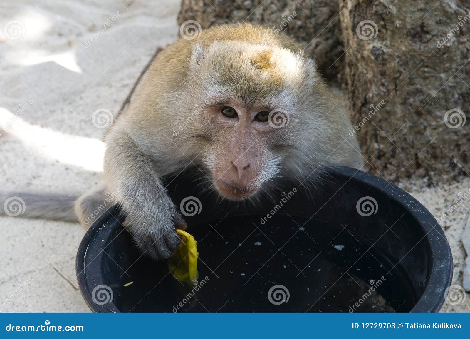 Monkey Bucket Stock Photos - Free & Royalty-Free Stock Photos from ...