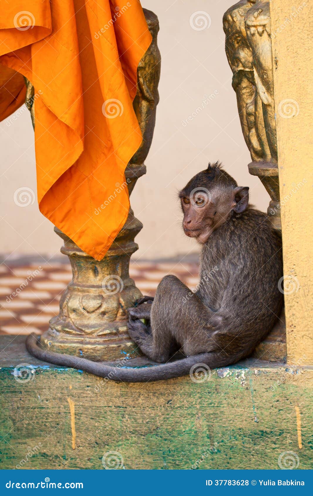 Monkey in the Buddhist Temple Stock Photo - Image of small, monkey ...