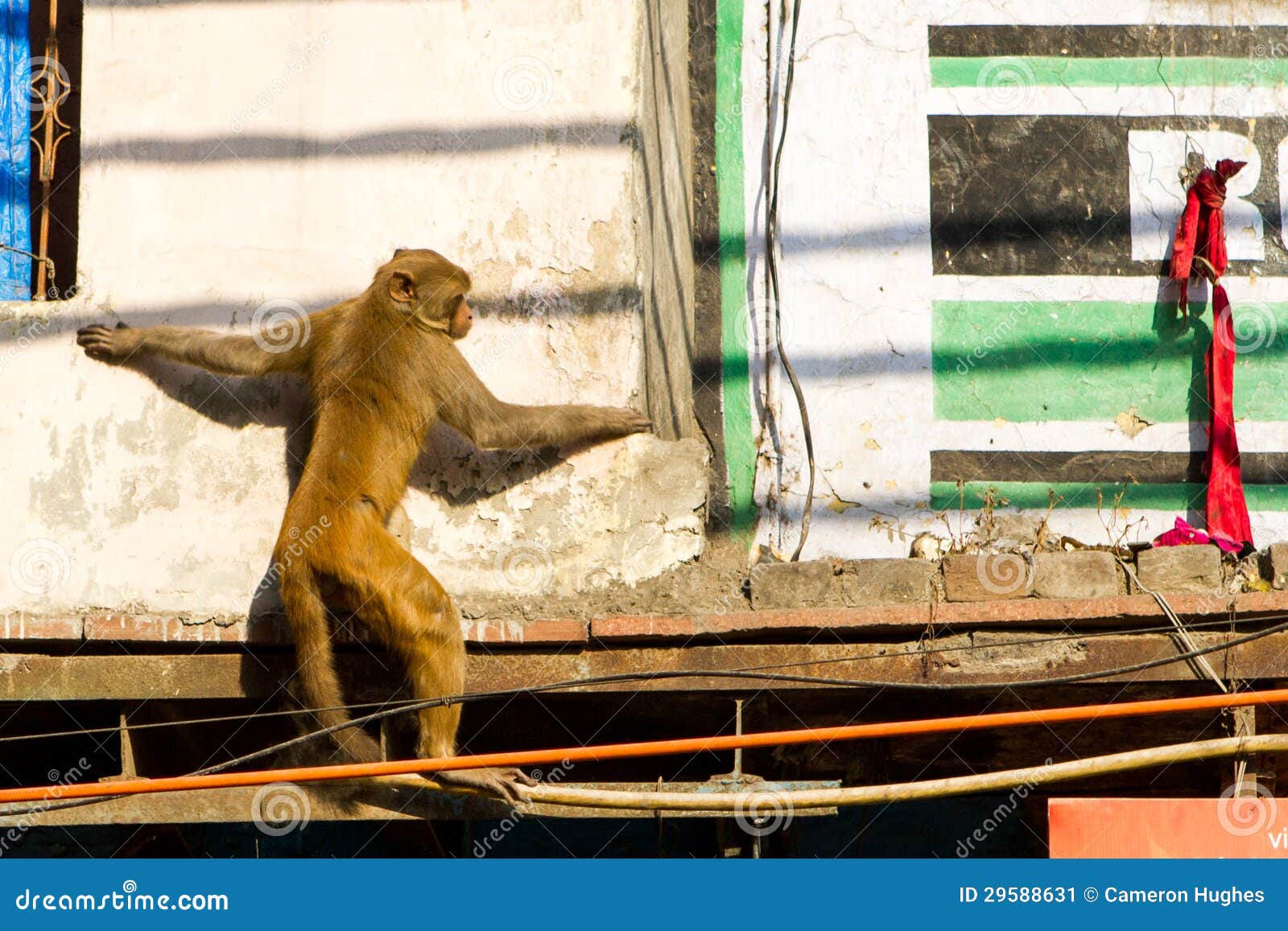 Monkey on Building in Delhi, India Stock Image - Image of chimp, wild ...