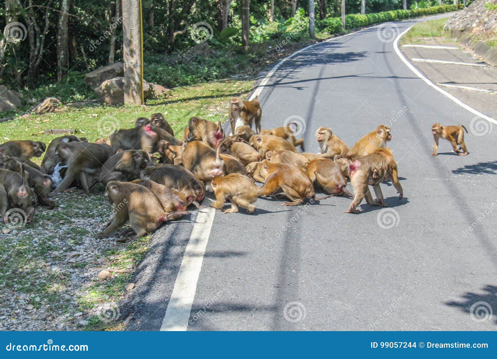 Monkey stock photo. Image of catamaran, beach, dawn, macaque - 99057244