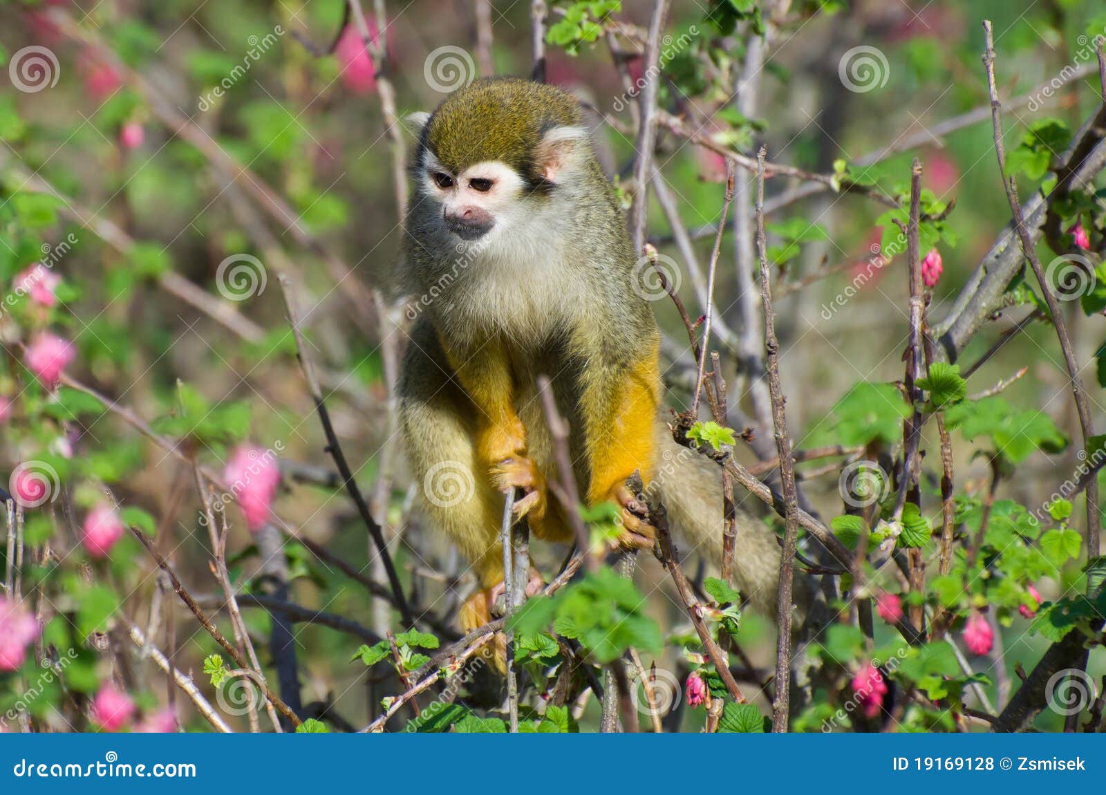 Monkey in the bush stock photo. Image of sunny, close - 19169128