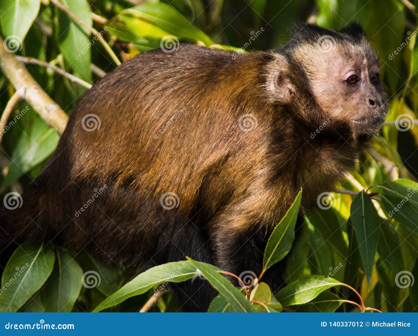 Monkey in bush stock photo. Image of shrub, outside - 140337012