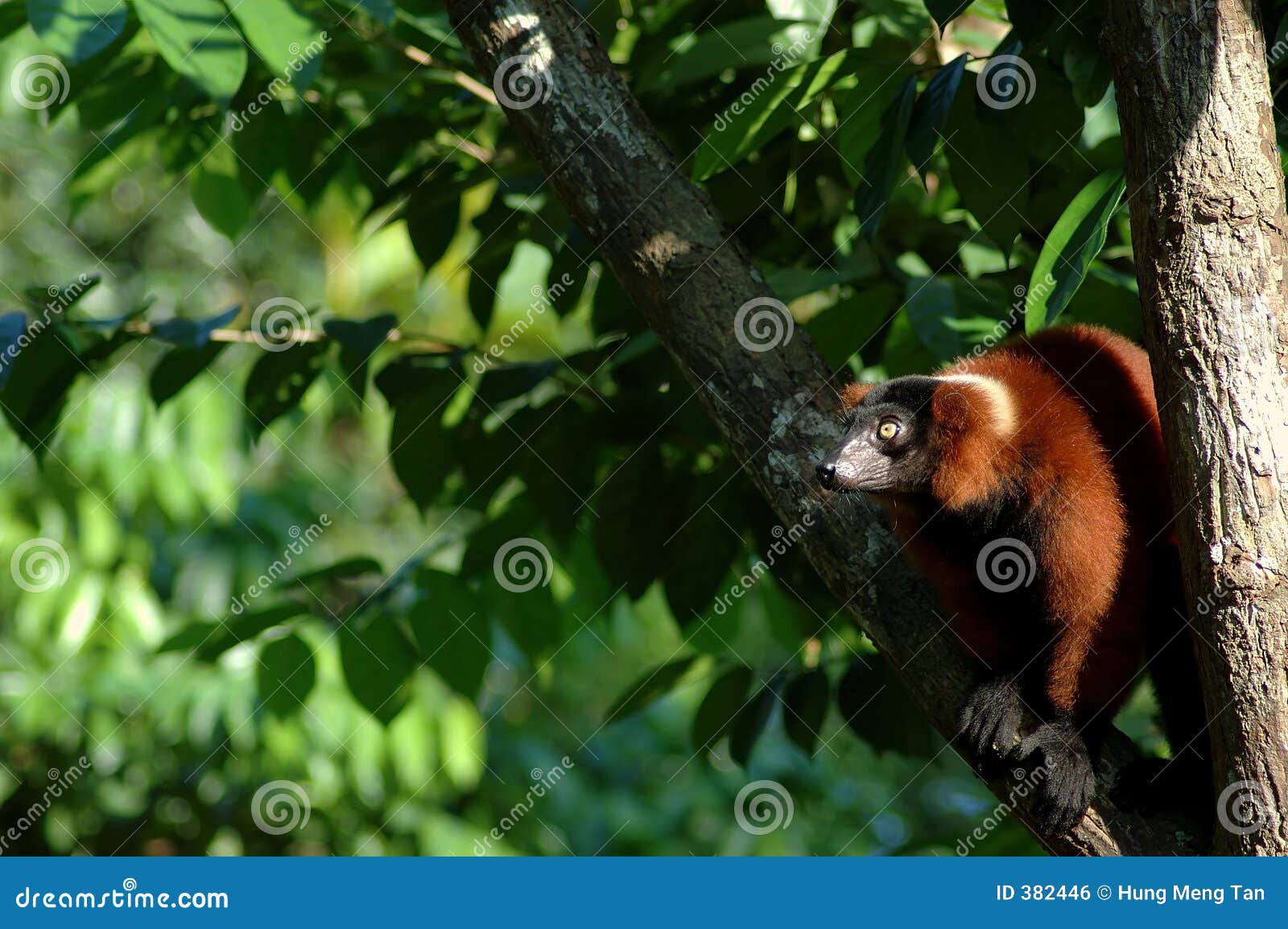 Monkey business stock photo. Image of tree, monkey, jump - 382446