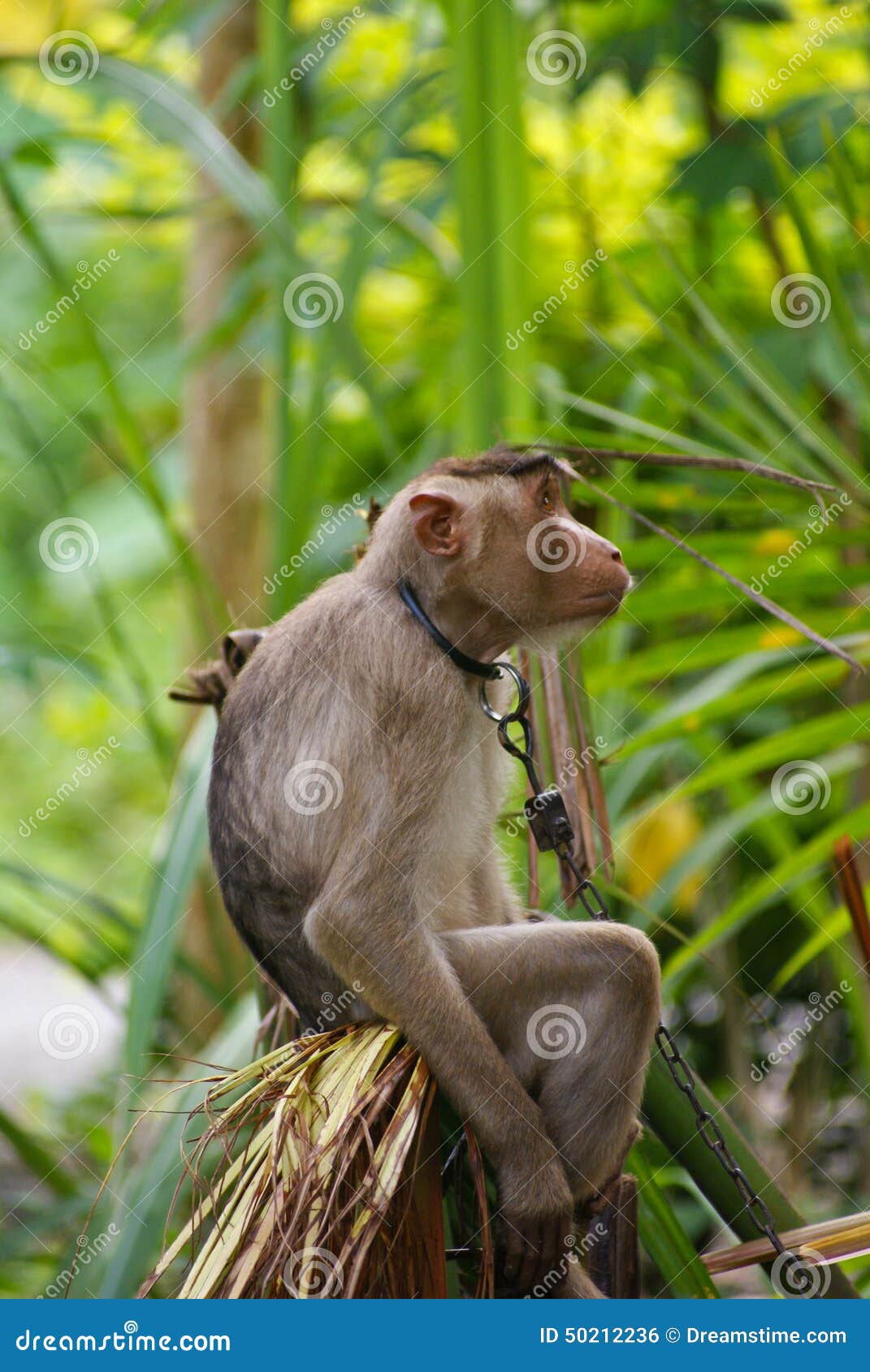 Monkey business stock photo. Image of thinking, like - 50212236