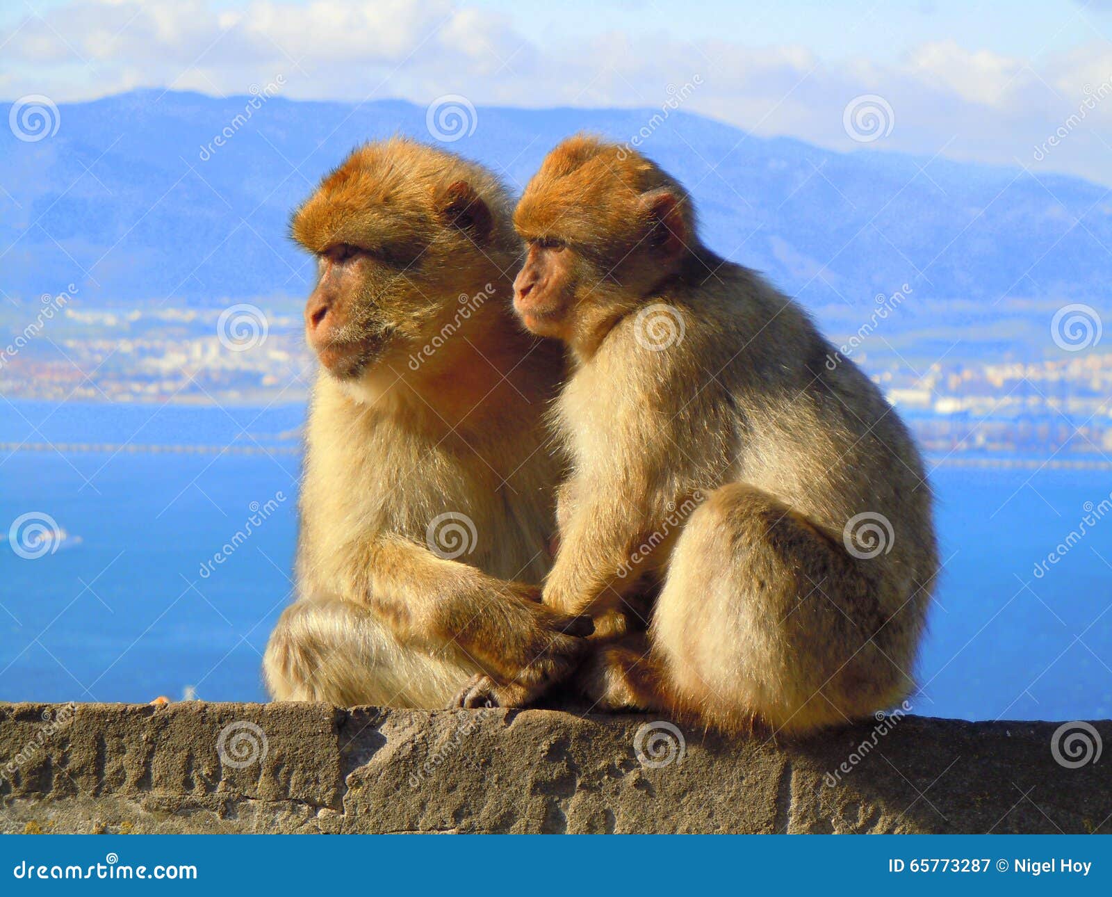 Two Monkeys Sitting on Wall Holding Hands Stock Image - Image of ...