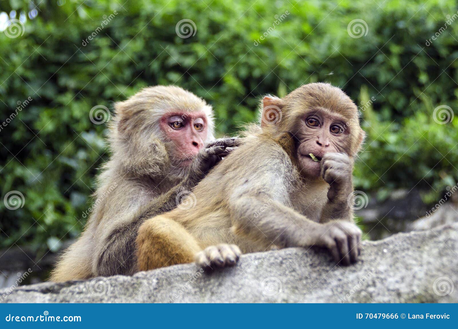 Monkey business stock photo. Image of nature, couple - 70479666