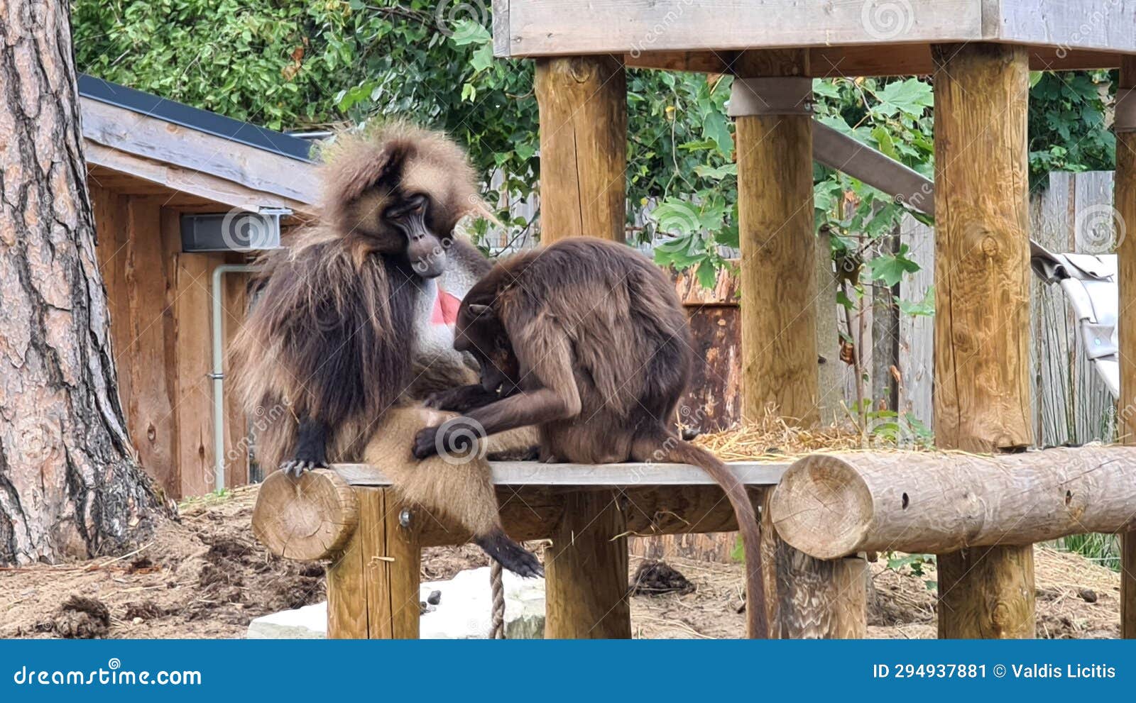 Monkey is Busy with daily Activities Stock Image - Image of activities ...