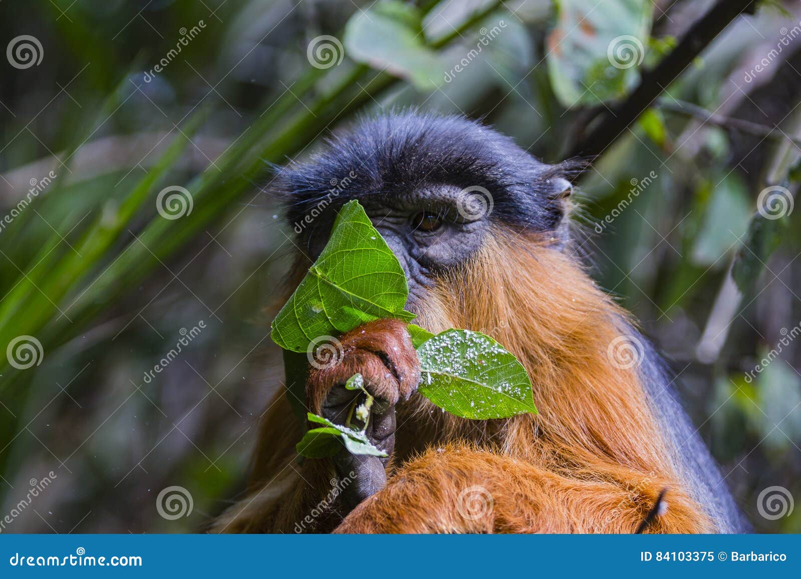 Monkey Busy with Finding Food Stock Image - Image of eating, animal ...