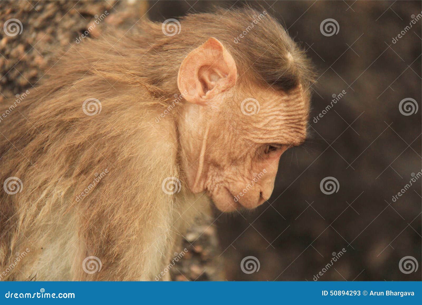 Monkey busy in thoughts stock image. Image of subcontinent - 50894293