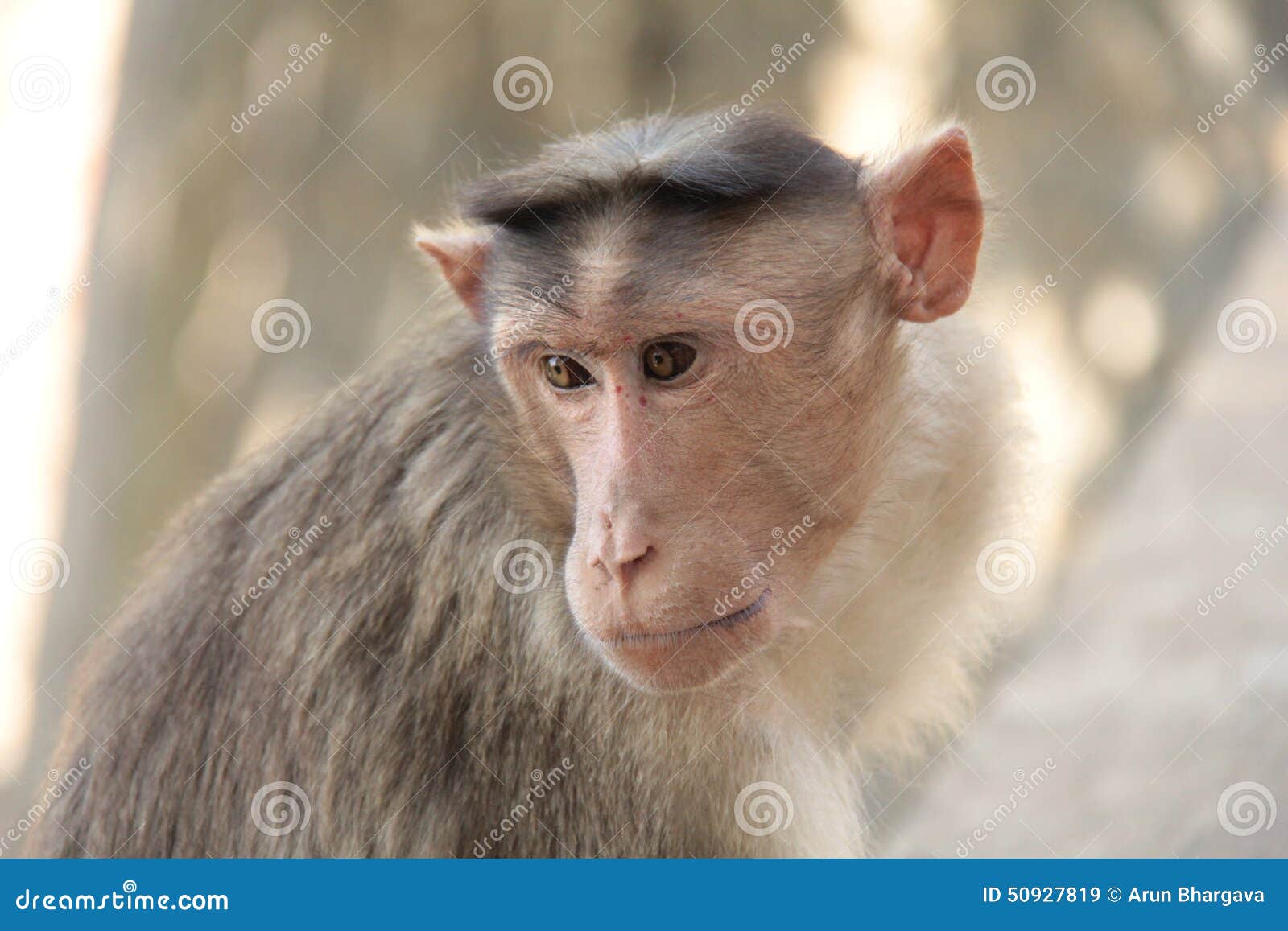 Monkey busy in thoughts stock image. Image of ancestor - 50927819