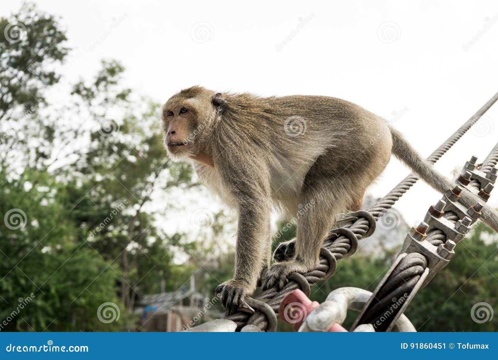 Monkey with cable sling stock image. Image of cable, outdoor - 91860451
