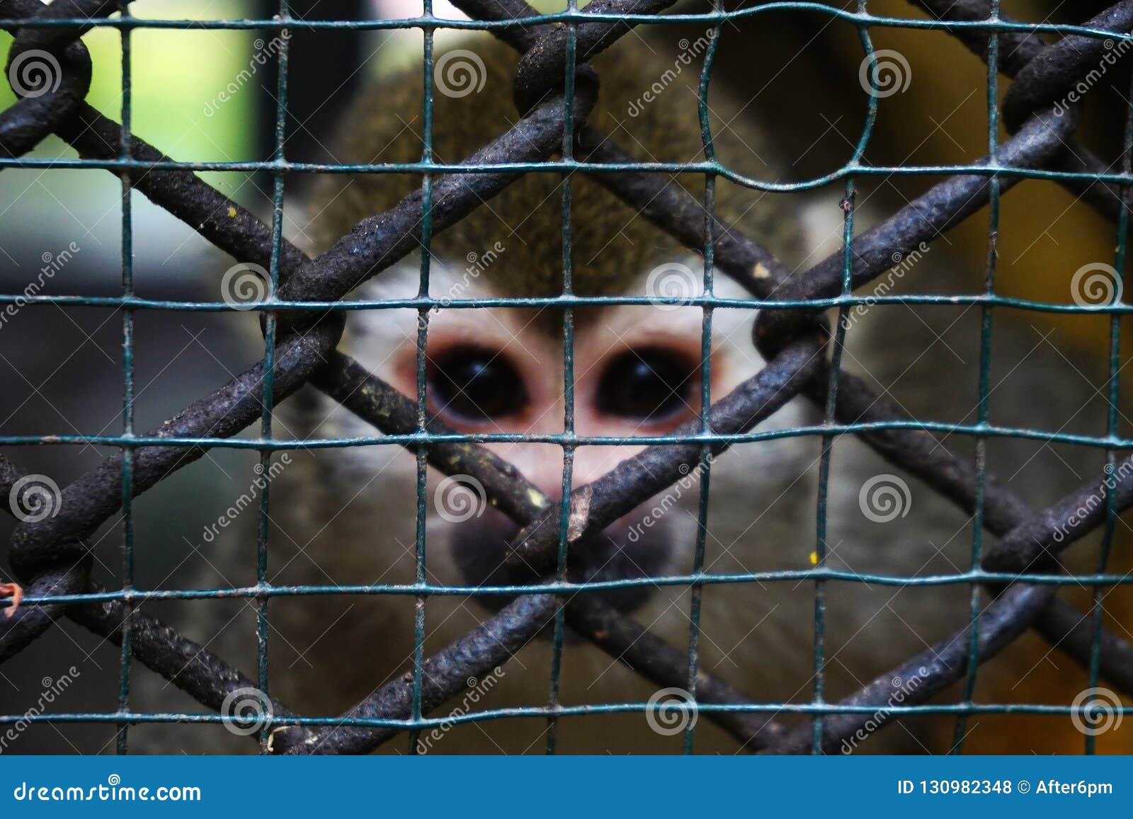 Monkey stock photo. Image of closeup, animals, green - 130982348