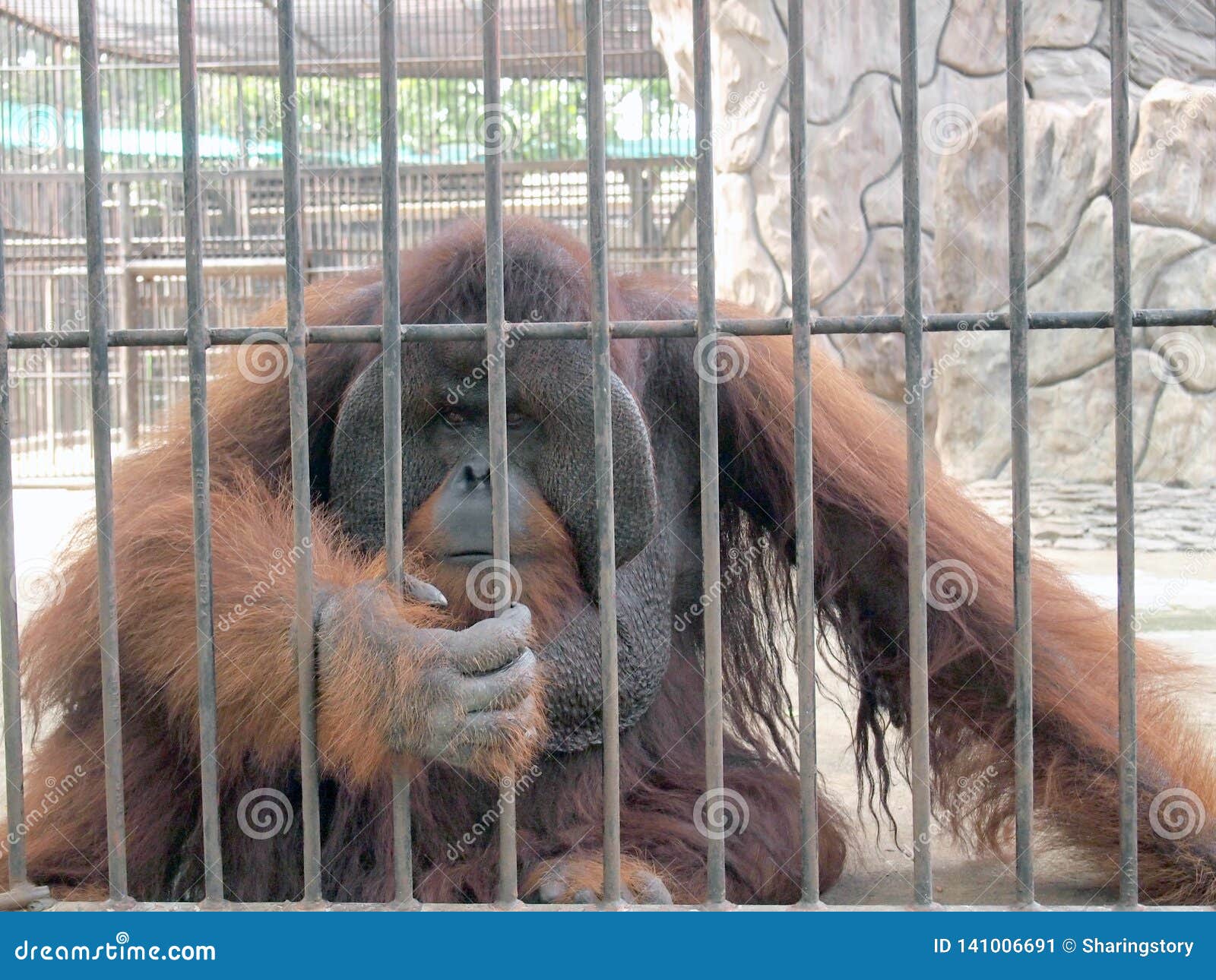 Monkey in a cage stock image. Image of mammal, chimpanzee - 141006691