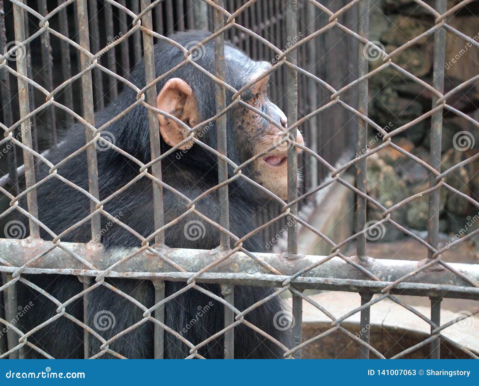 Monkey in a cage stock image. Image of fence, locked - 141007063
