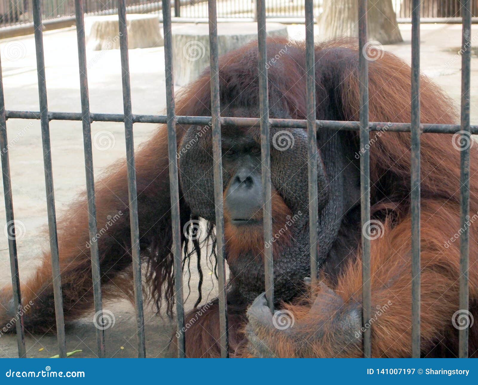 Monkey in a cage stock image. Image of annoyed, brown - 141007197