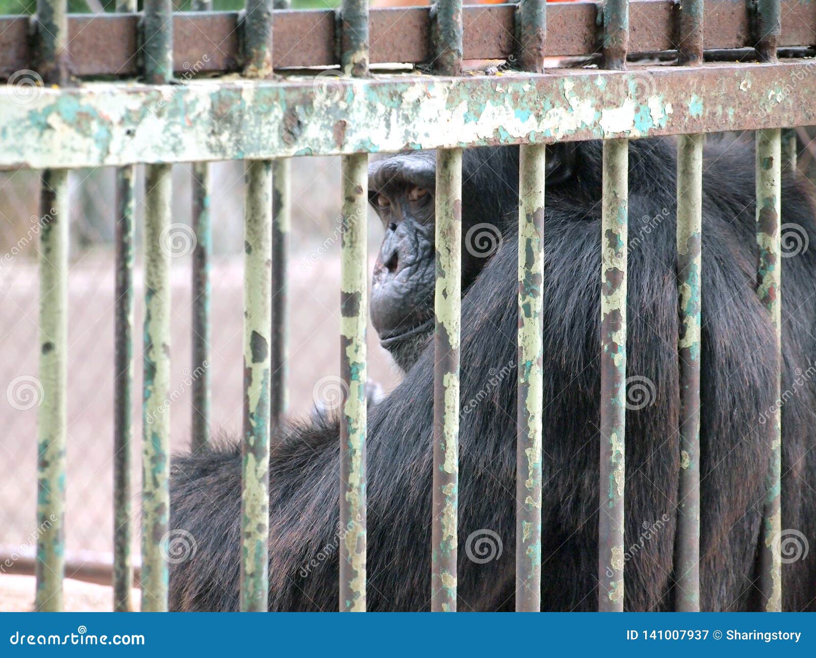 Monkey in a cage stock image. Image of loneliness, close - 141007937