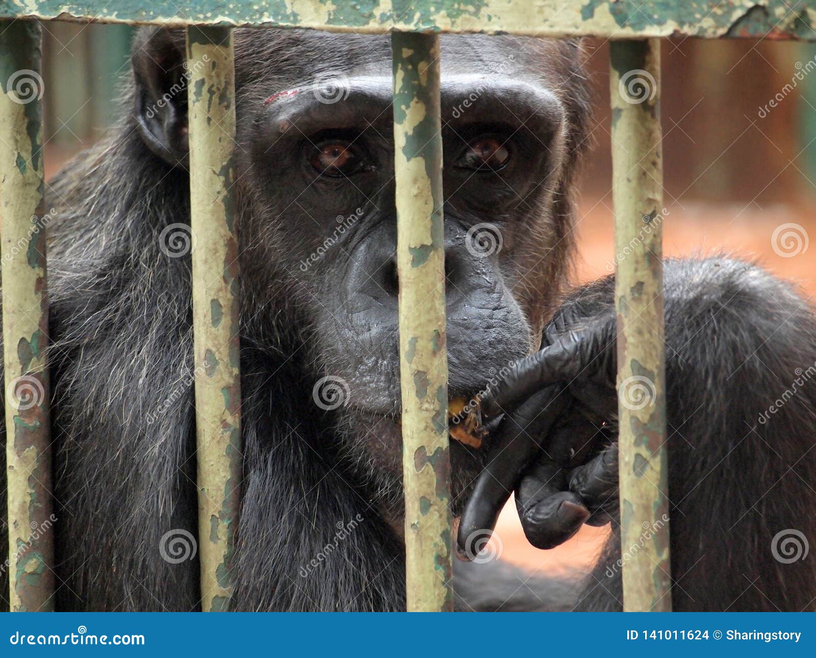 Monkey in a cage stock photo. Image of cage, fence, loneliness - 141011624