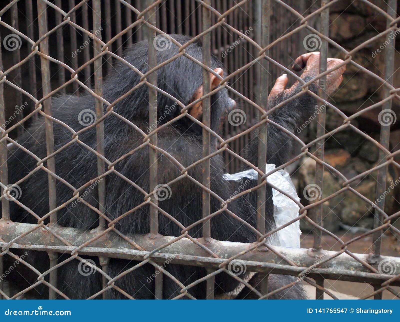 Monkey in a cage stock image. Image of brown, away, captivity - 141765547