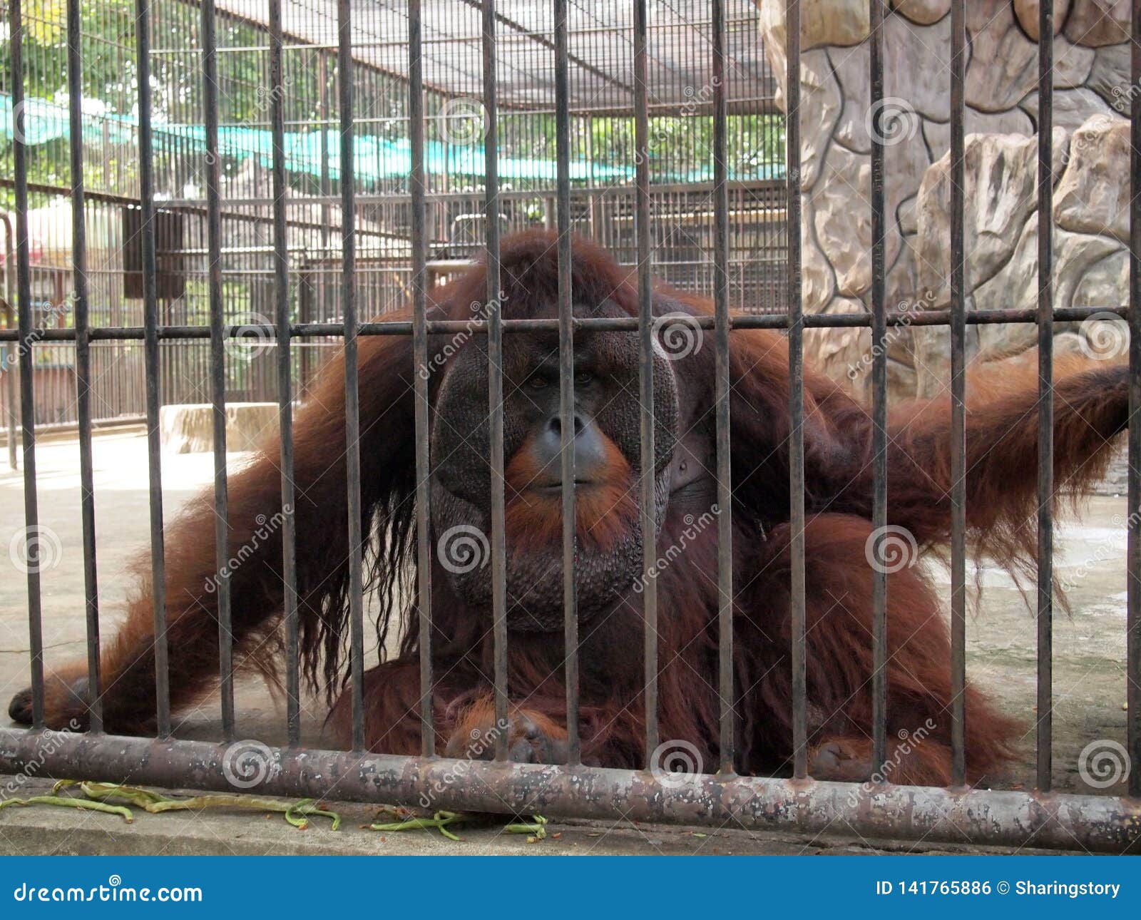 Monkey in a cage stock photo. Image of jail, mammal - 141765886