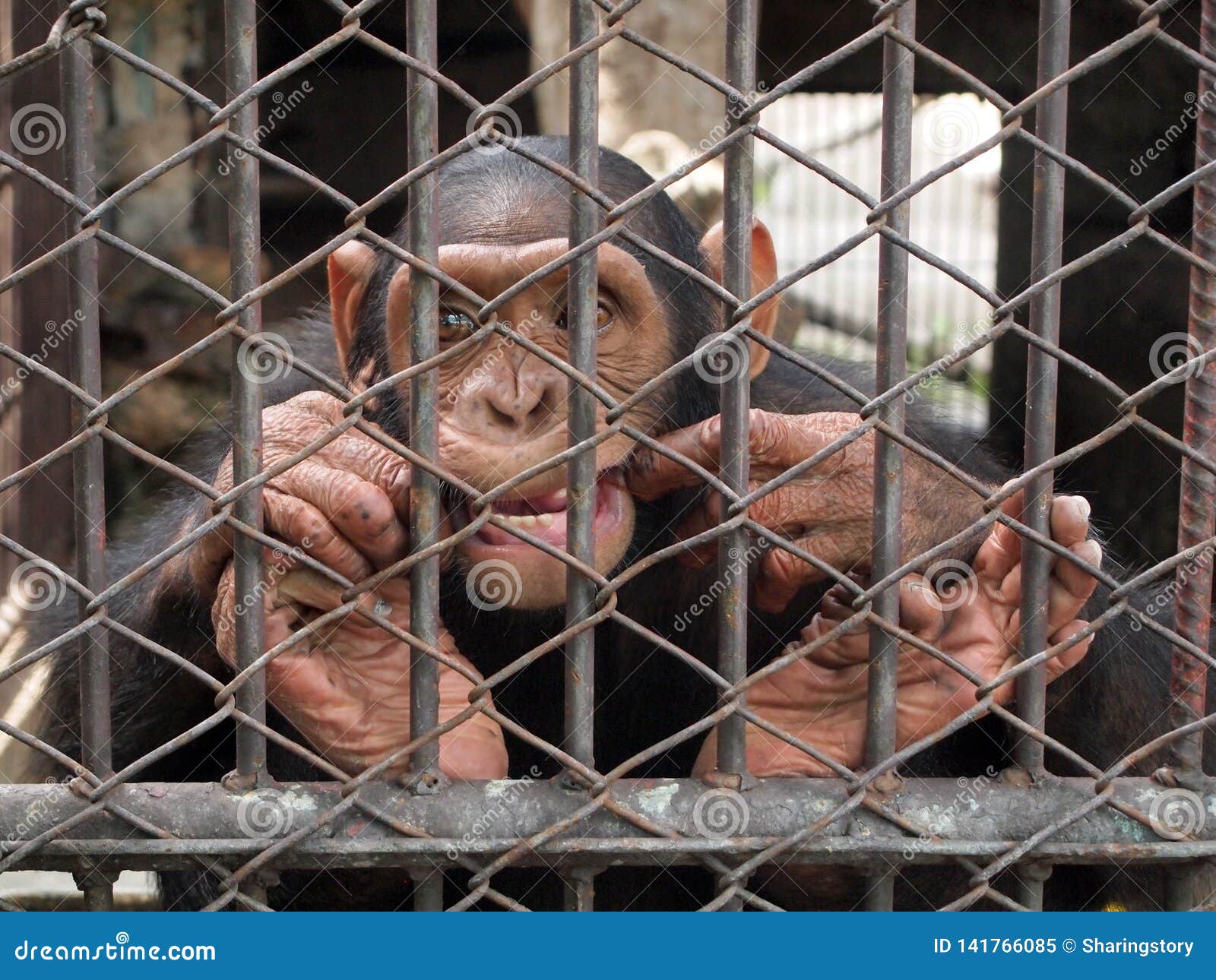 Monkey in a cage stock image. Image of exhibit, away - 141766085