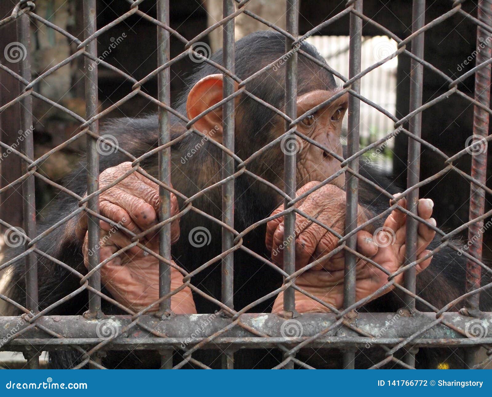 Monkey in a cage stock photo. Image of cage, mammal - 141766772