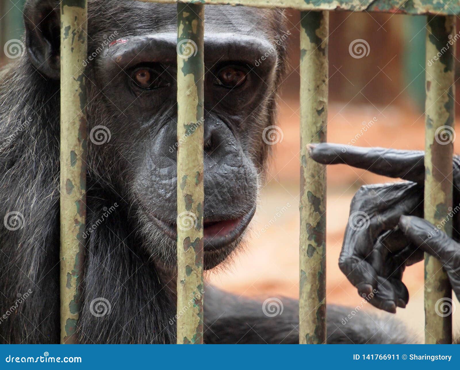 Monkey in a cage stock image. Image of animal, iron - 141766911