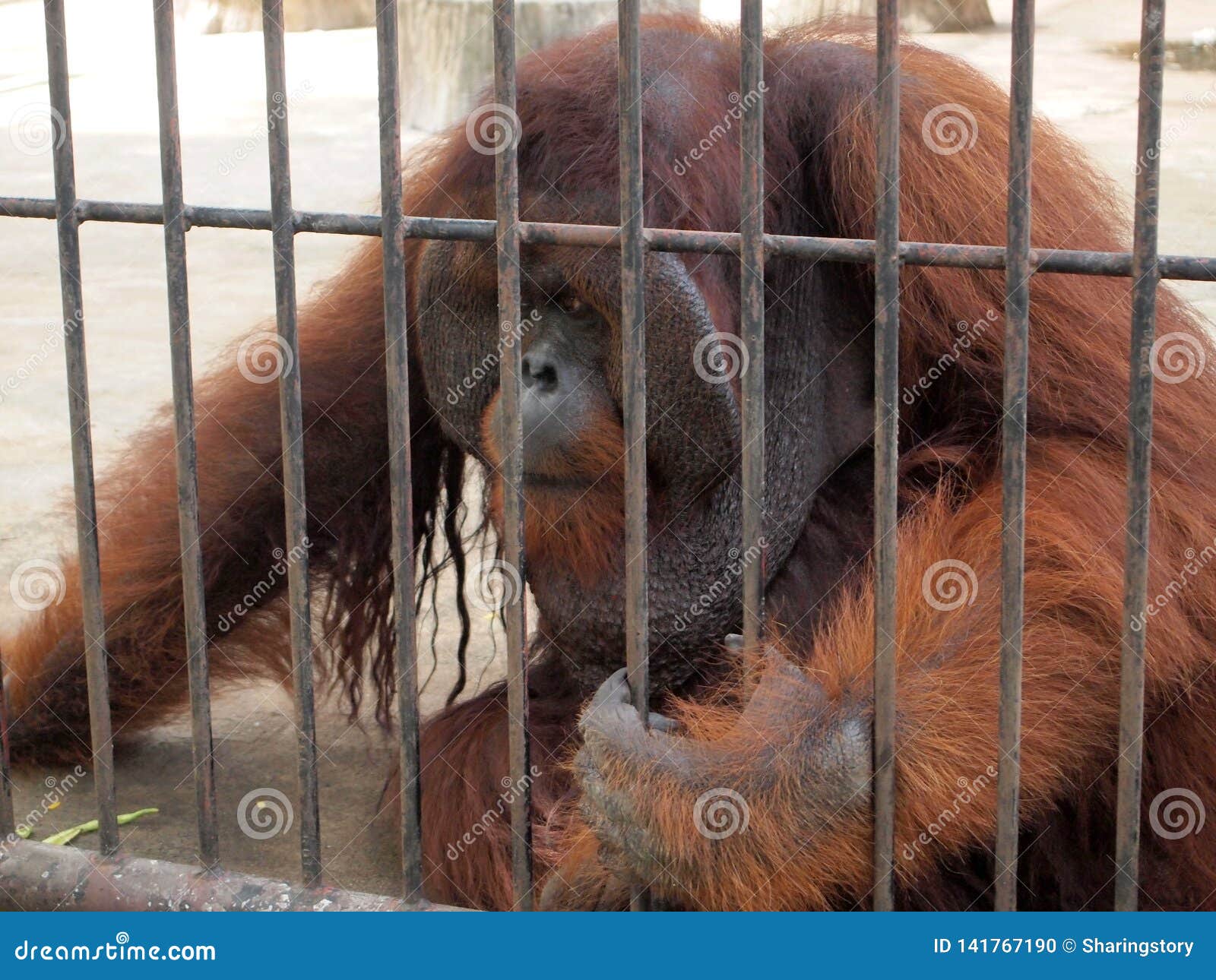 Monkey in a cage stock photo. Image of cage, environment - 141767190