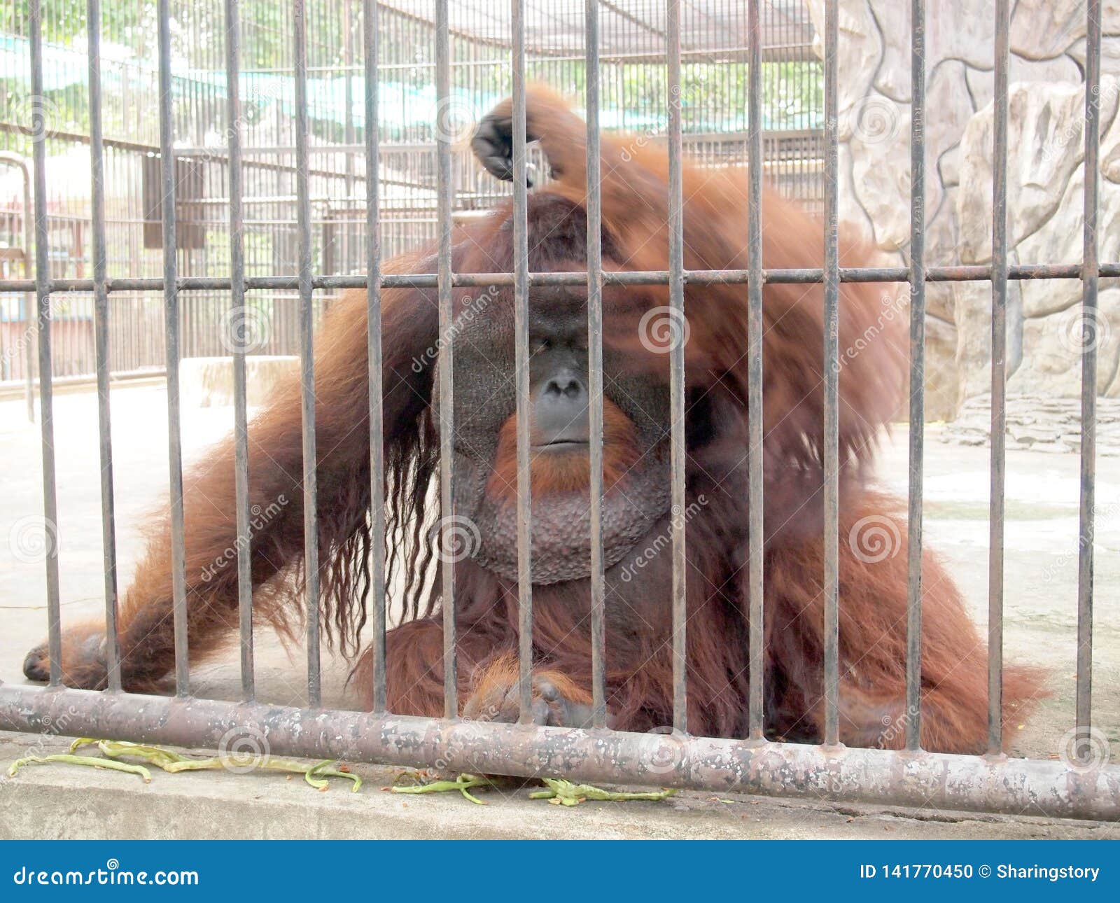 Monkey in a cage stock photo. Image of funny, metal - 141770450