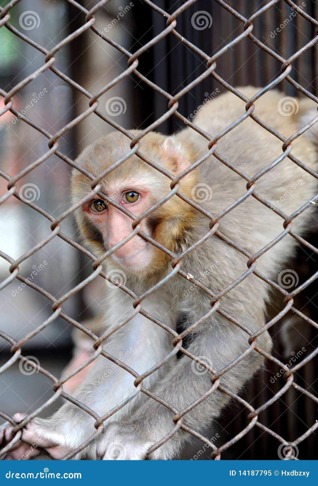 4,388 Monkey Cage Photos - Free & Royalty-Free Stock Photos from Dreamstime