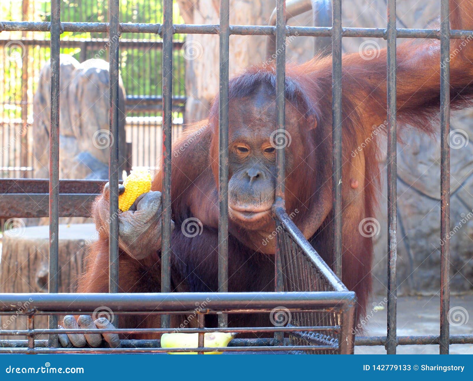Monkey in a cage stock image. Image of environmental - 142779133