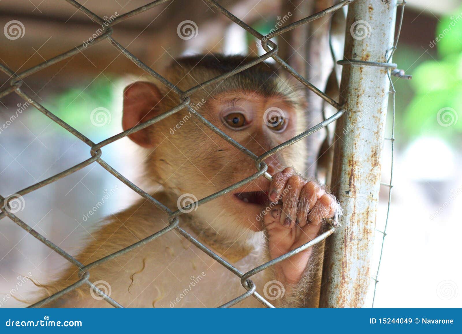 Monkey in cage stock image. Image of adorable, cage, metal - 15244049