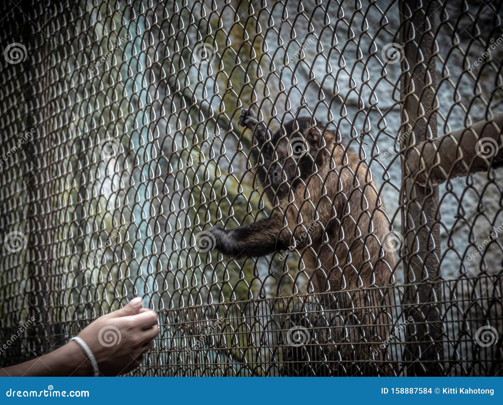 A monkey in a cage stock photo. Image of monkey, eyes - 158887584