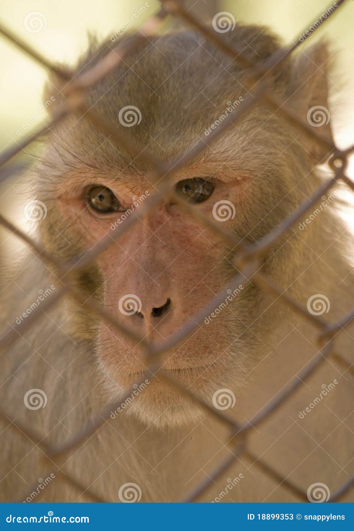 Monkey in a cage stock image. Image of wildlife, mesh - 18899353