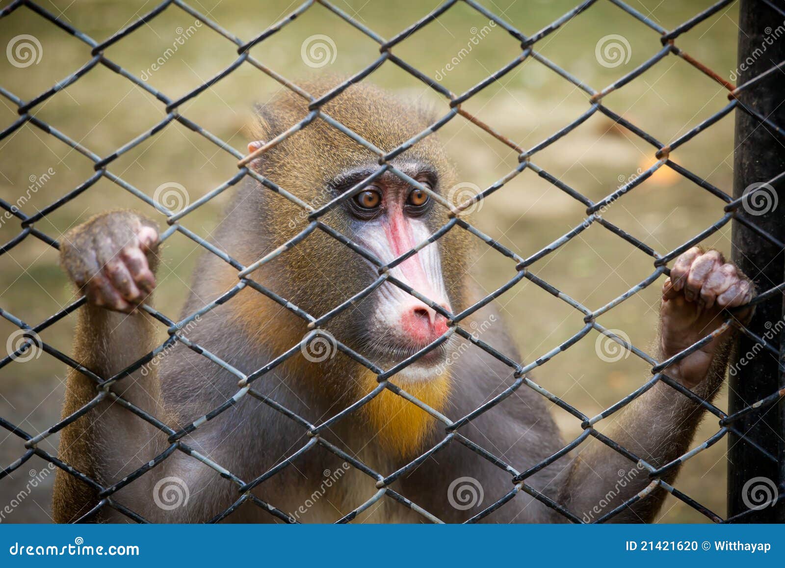 Monkey in cage stock photo. Image of mammal, metal, primate - 21421620