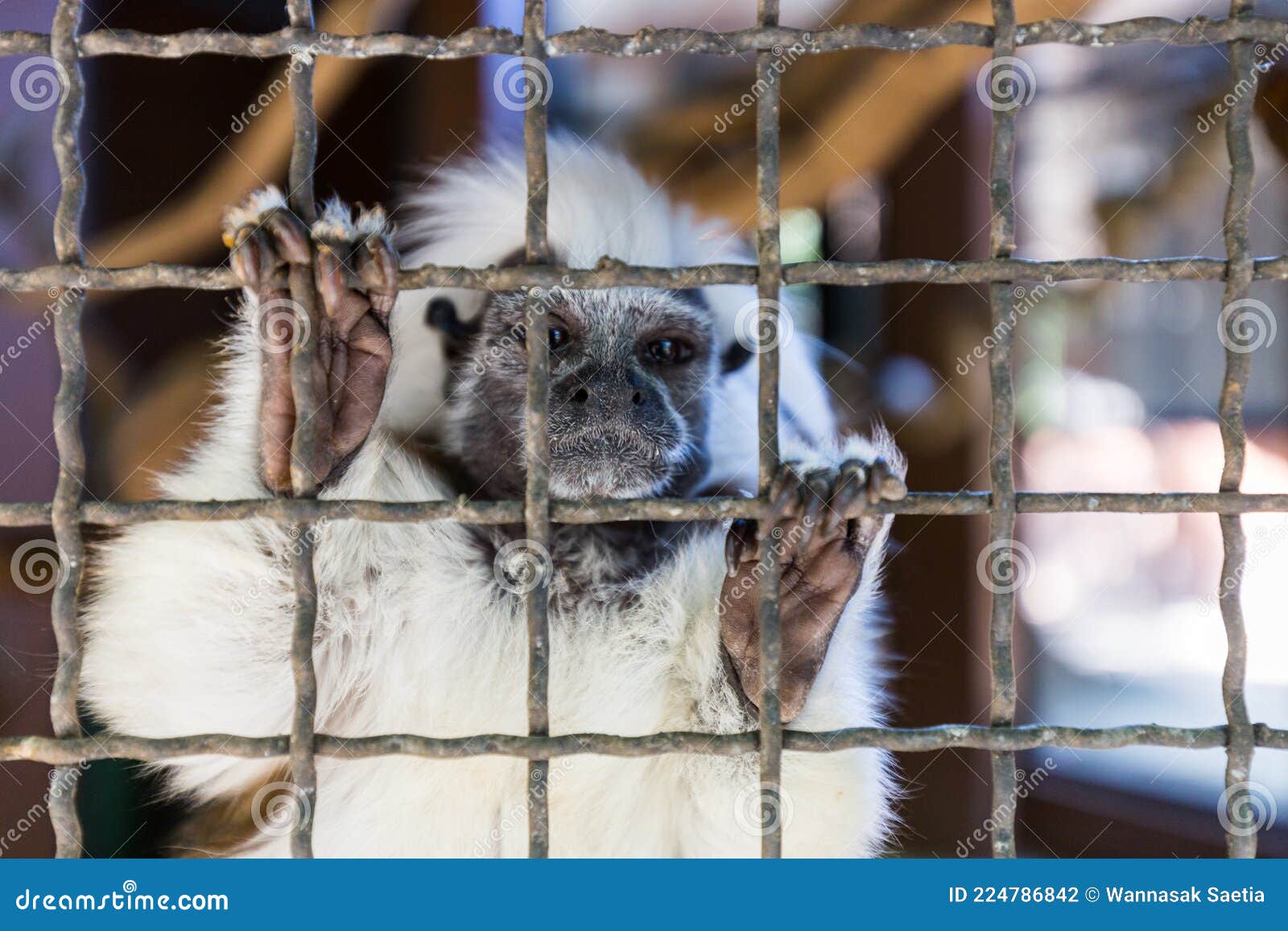 A monkey in a cage stock photo. Image of bars, laboratory - 224786842