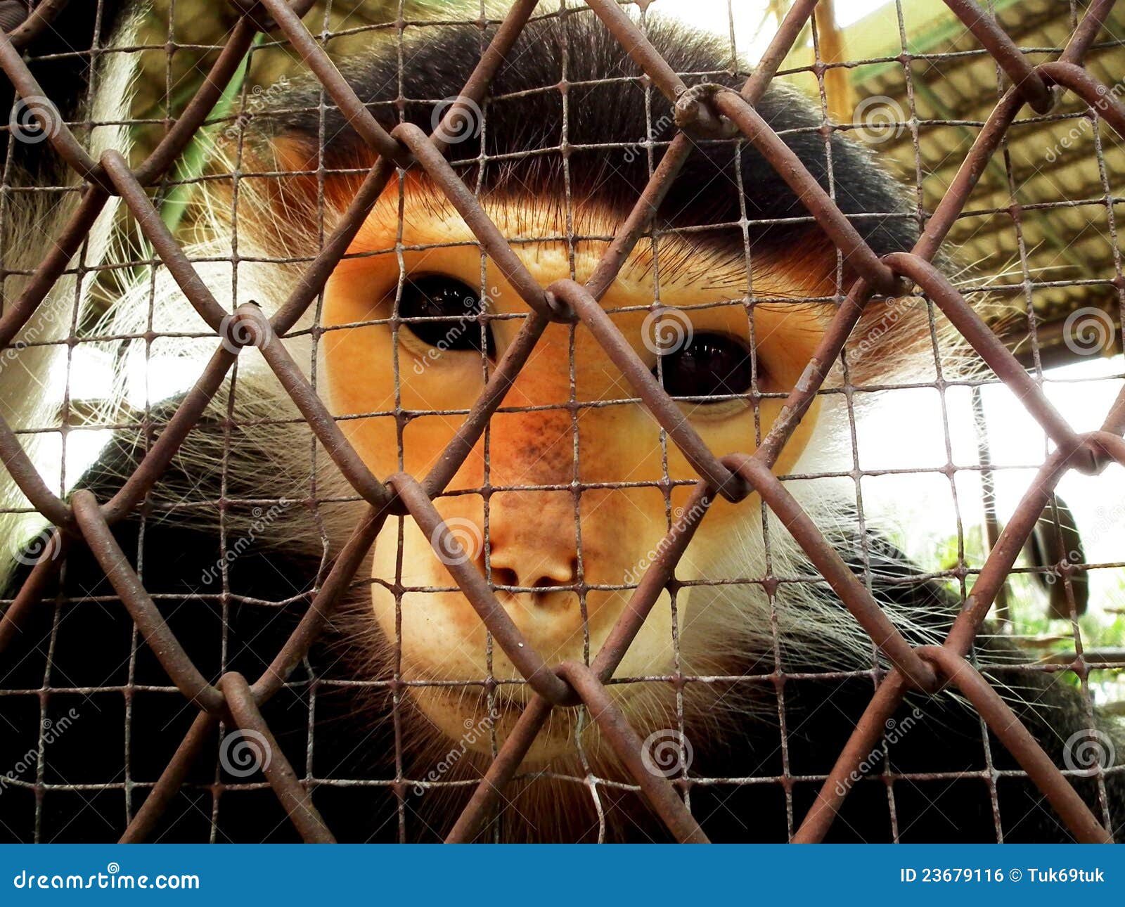 Monkey In Cage Royalty Free Stock Image - Image: 23679116