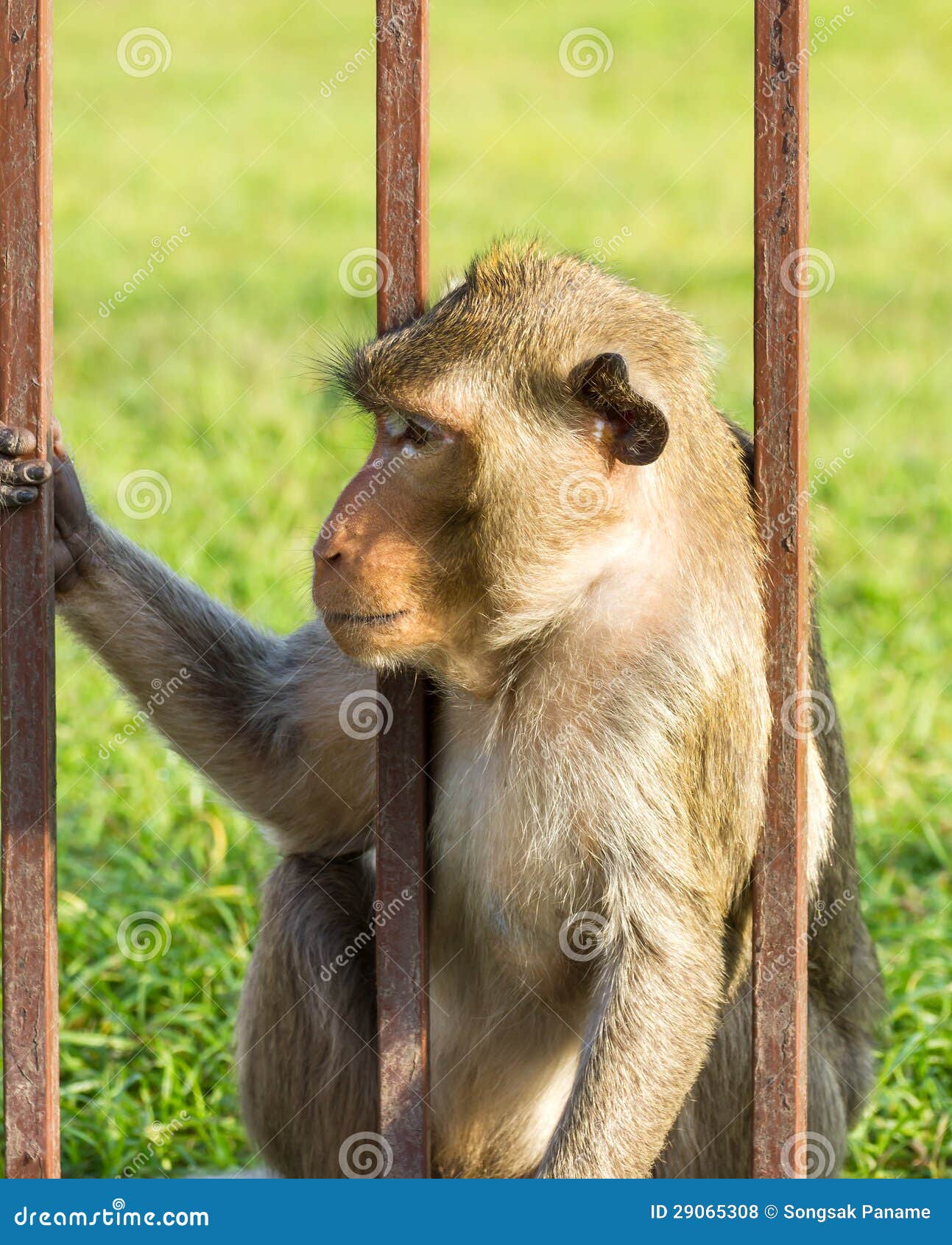Monkey in the cage stock photo. Image of color, expression - 29065308