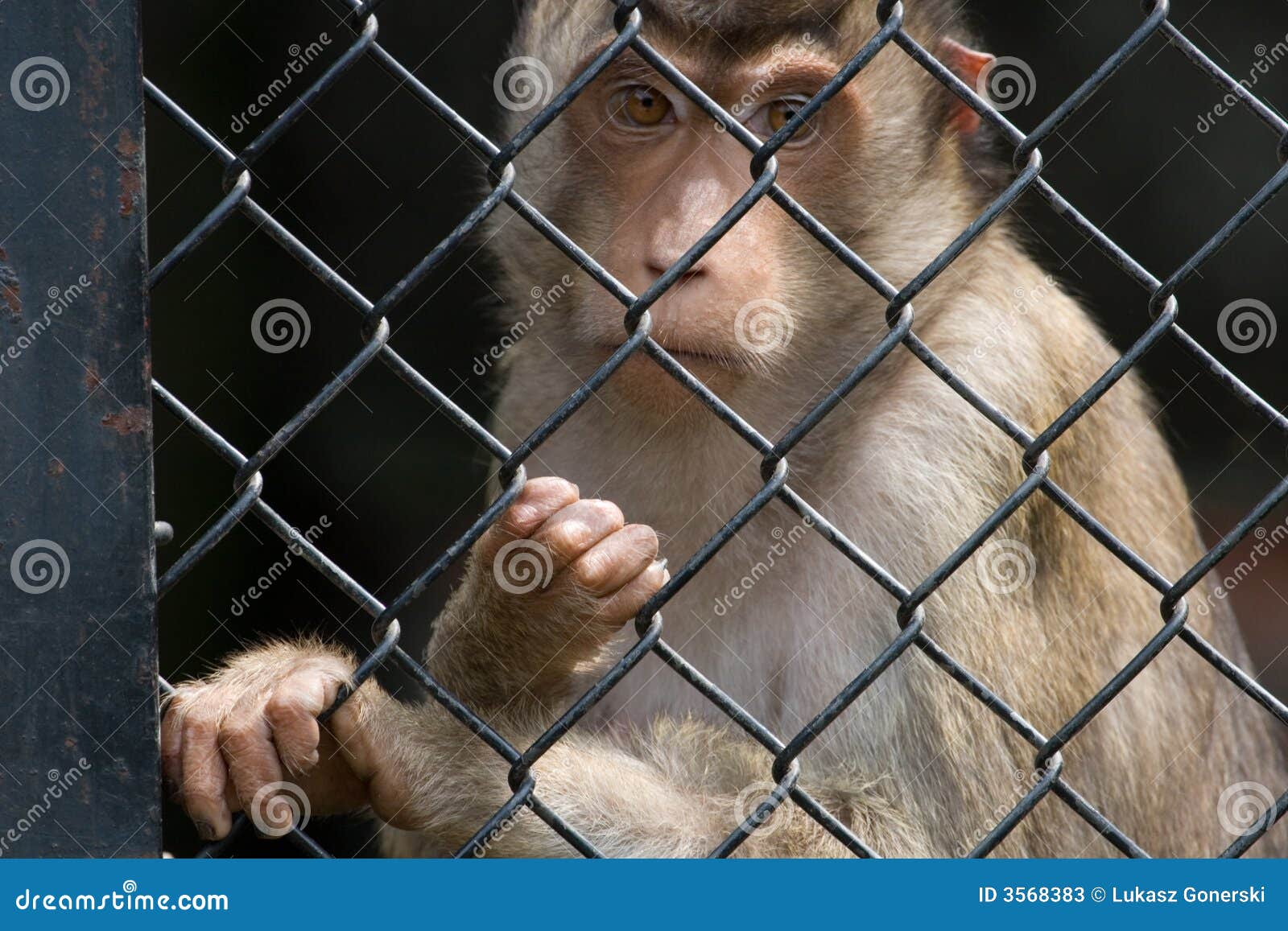 Monkey in the cage stock image. Image of cage, metal, solitude - 3568383