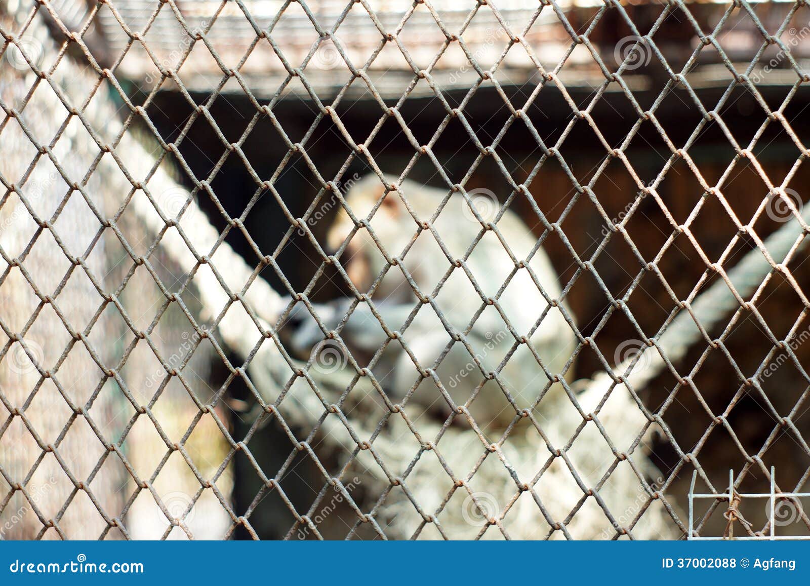 Monkey cage stock photo. Image of captive, fence, furry - 37002088