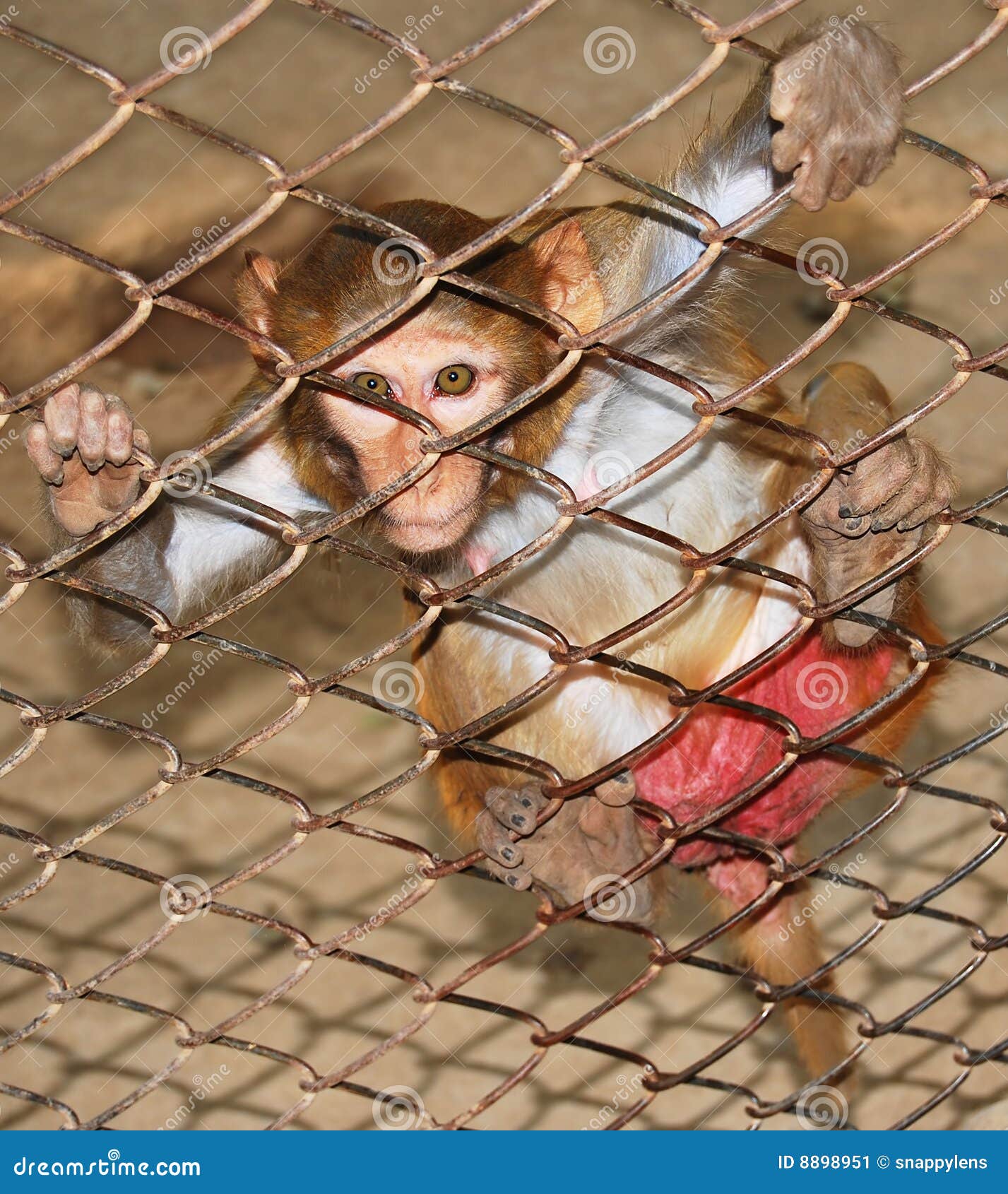 Monkey in a cage stock image. Image of animal, zoology - 8898951