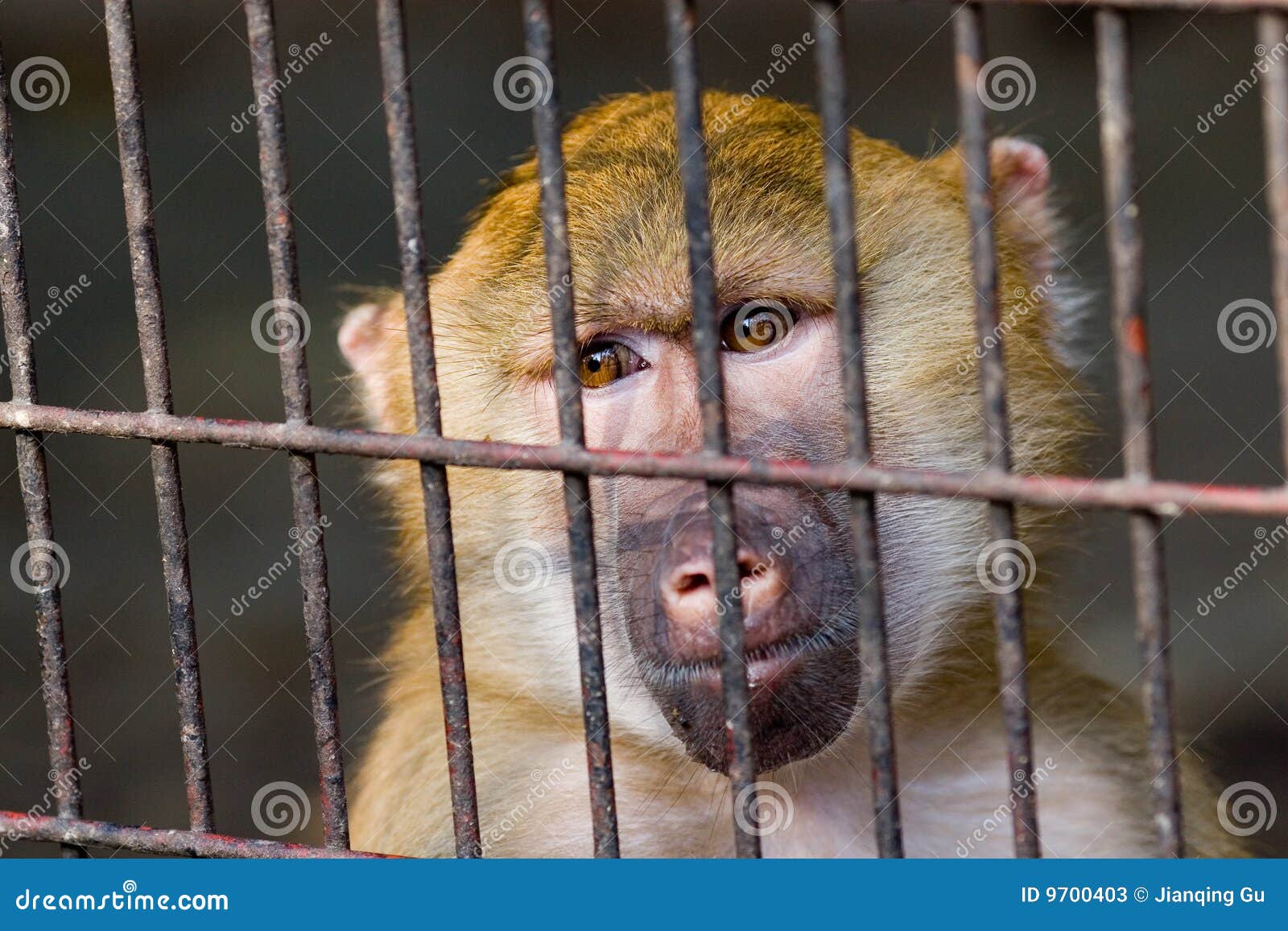 MONKEY IN CAGE Stock Photos - Image: 9700403